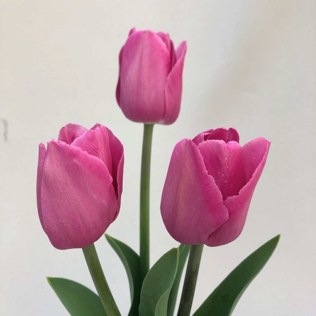 Fira tulpanens dag 15 januari - roliga fakta om tulpaner