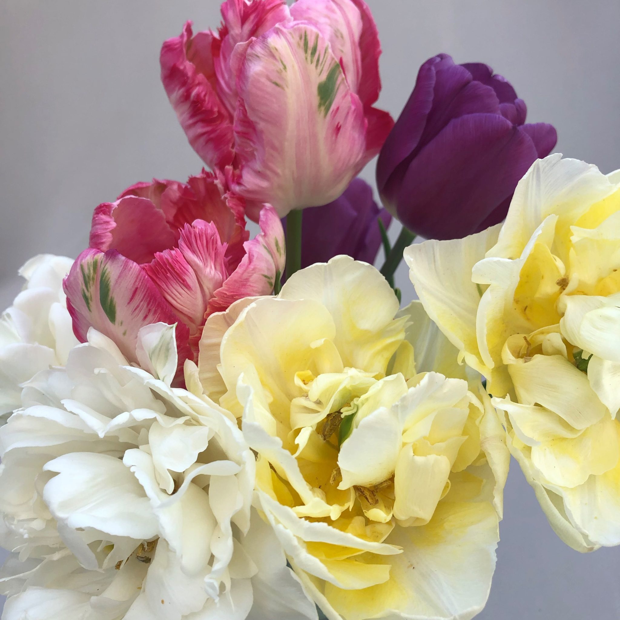 Fira tulpanens dag 15 januari - roliga fakta om tulpaner