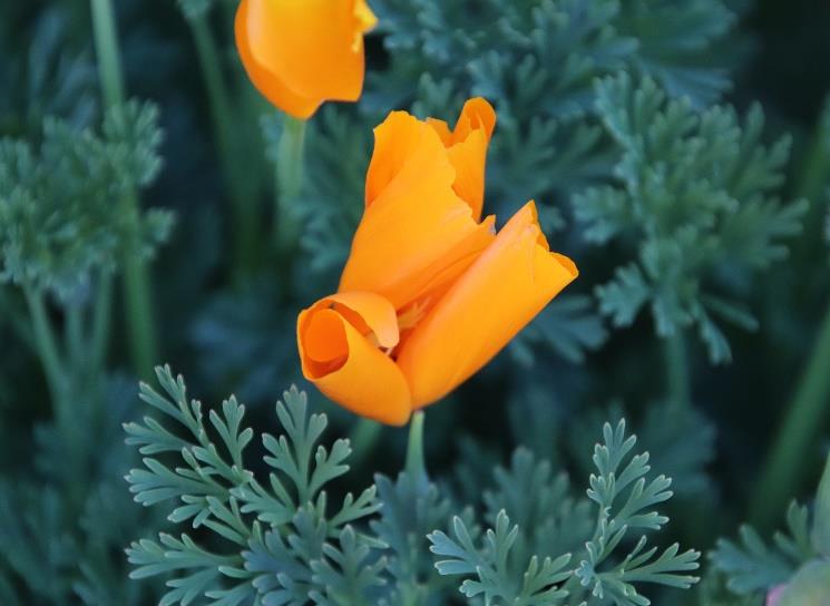 May in the Garden in the UK, What to do in May, May Gardening.