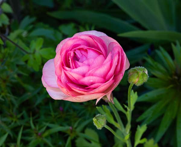 ranunculus salmone - Gardenize